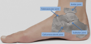 A Look Into The Anatomy of The Foot and Ankle