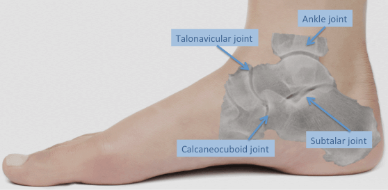 A Look Into The Anatomy of The Foot and Ankle