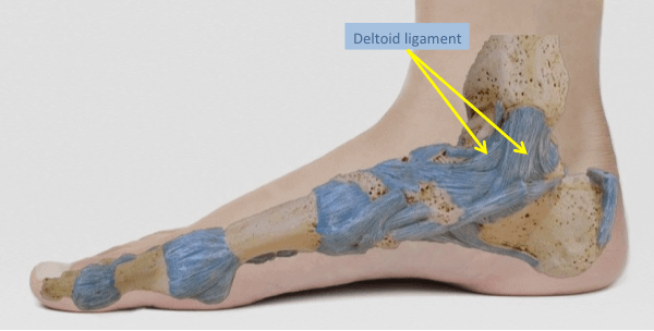 Ankle Medial Ligament Injury | Deltoid Ligament Injury | LFAC