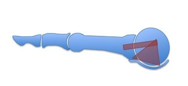 A Look Into The Anatomy of The Foot and Ankle