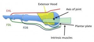 A Look Into The Anatomy of The Foot and Ankle
